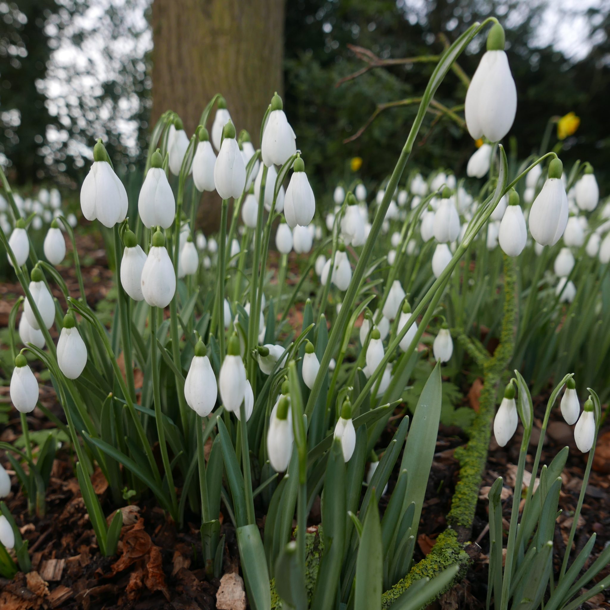 Pictures: Snowdrops and signs of Spring at Holme Pierrepont Hall | West ...