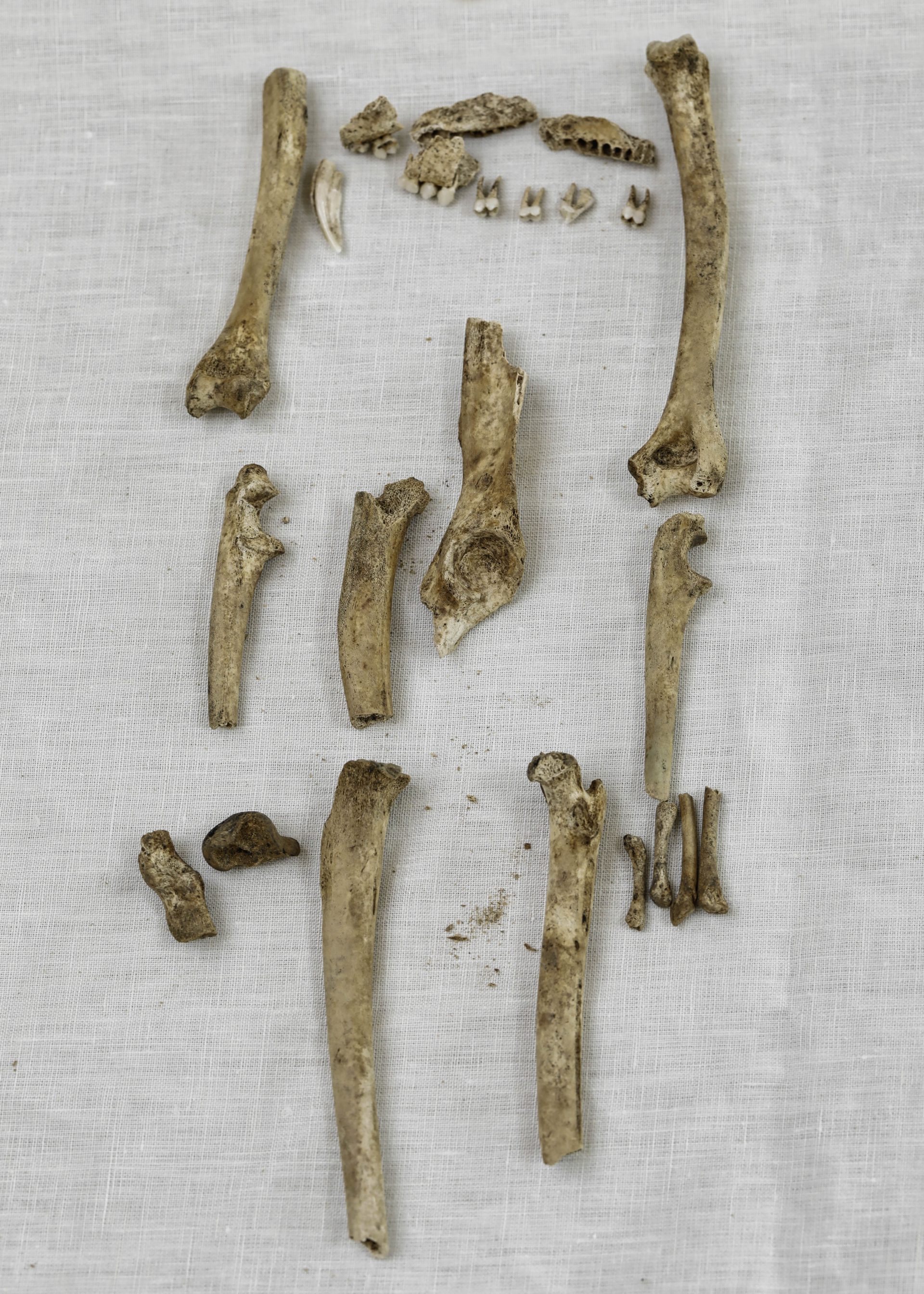 Pictures: Georgian monkey bones discovered at Nottingham Castle | West ...