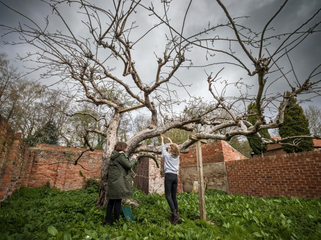 The first Bramley Apple tree to be part of Ancient Canopy to celebrate ...