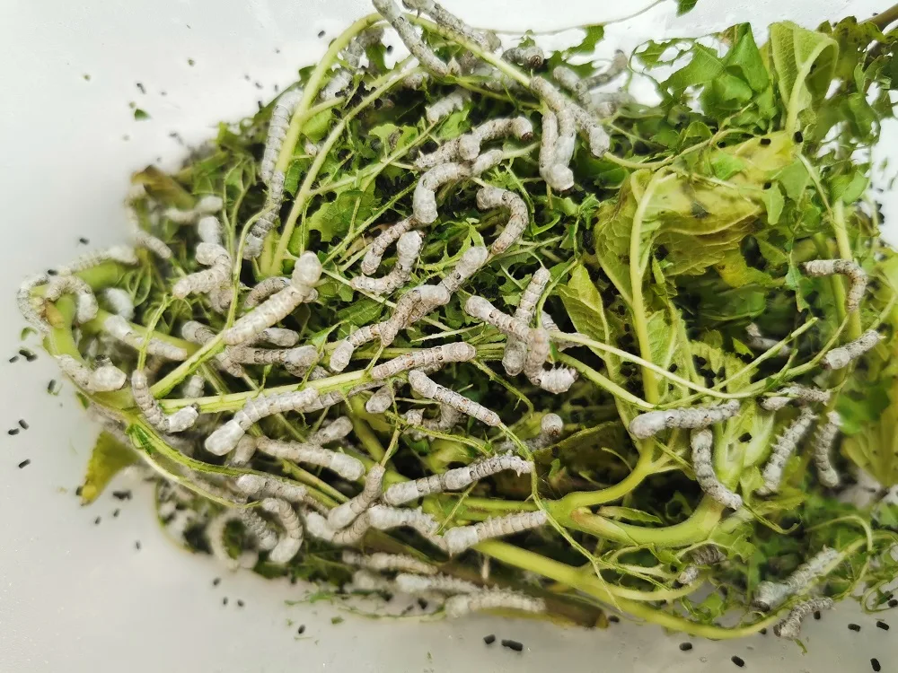 Nottingham student grows silkworms to create a statement about clothing ...