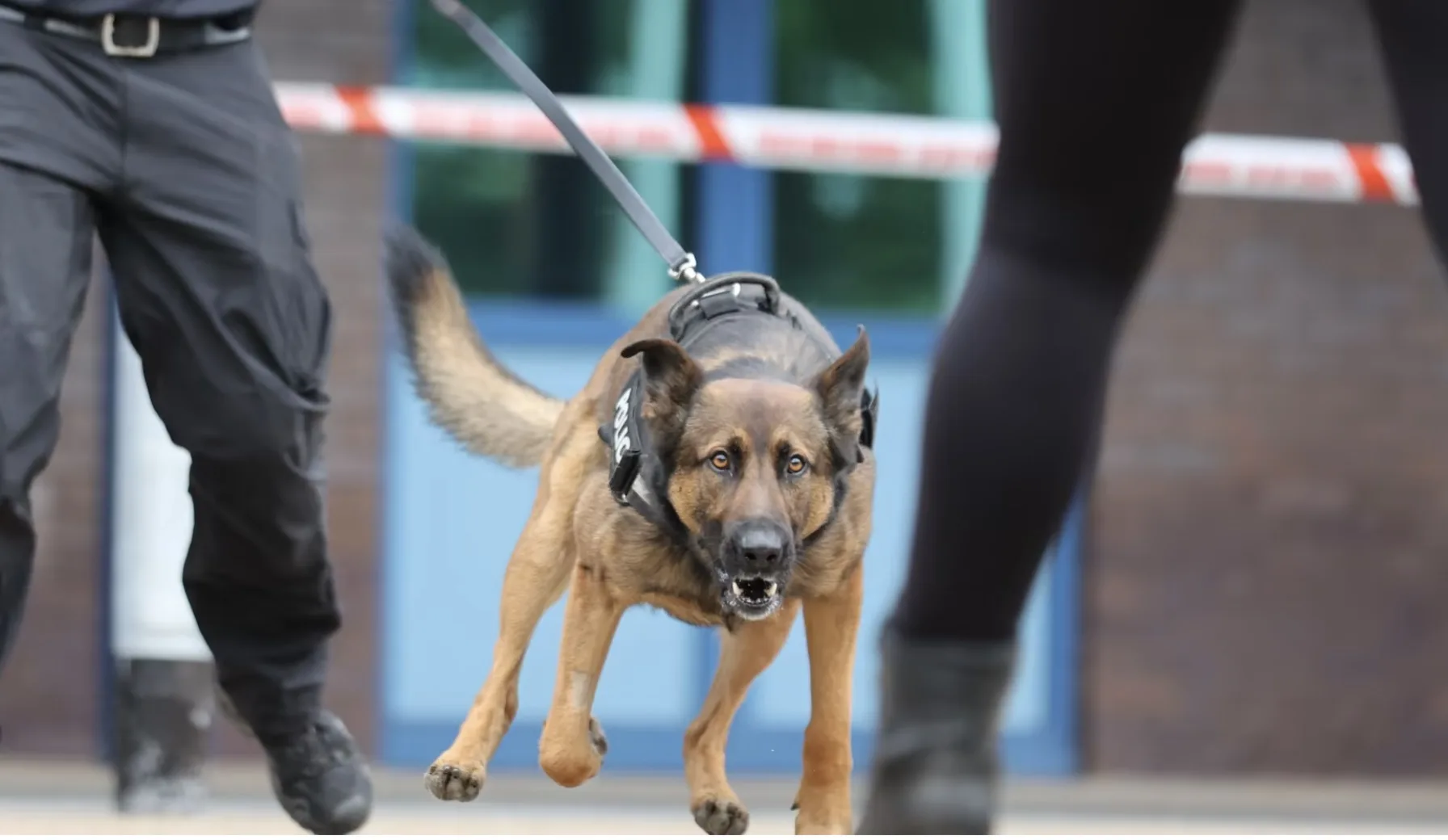 Police dogs confront ‘noisy crowd’ as national trials begin | West ...