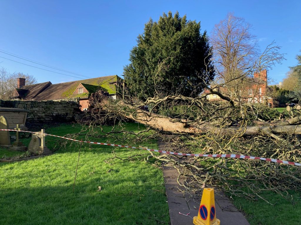 Fallen tree causes access problems at Southwell Minster | West ...