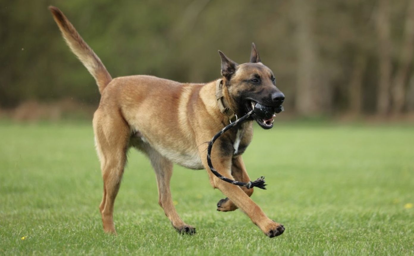 Police dog tracks robbery suspect to front garden | West Bridgford Wire
