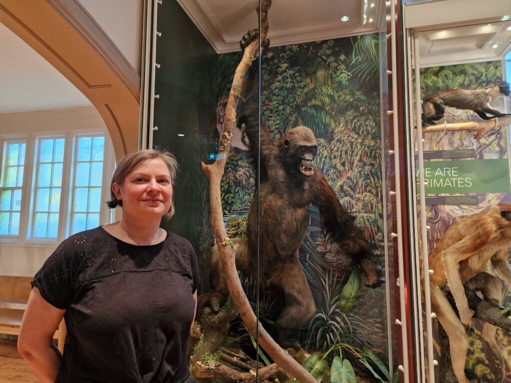 Do you know what species of Gorilla is on display at Wollaton Hall ...