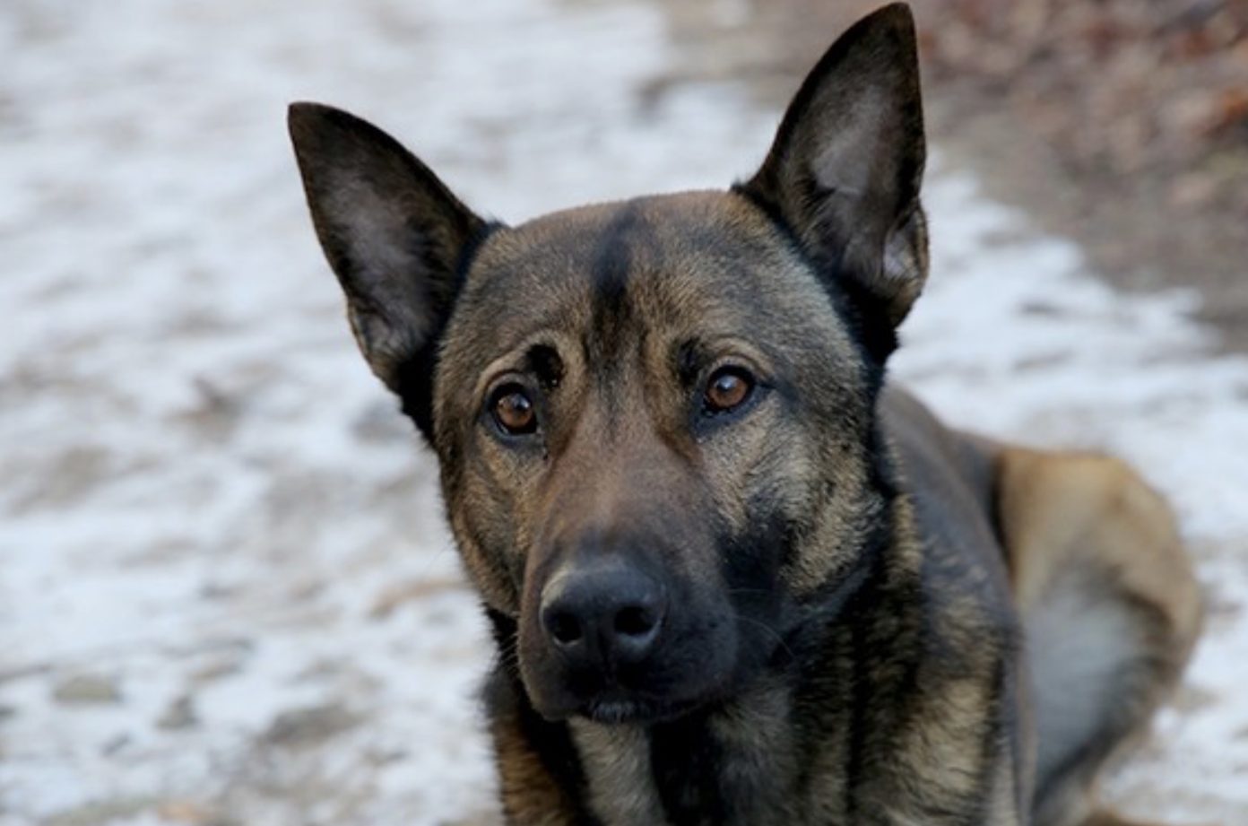 Nottinghamshire: Force looks back at Police Dog successes in 2025 ...