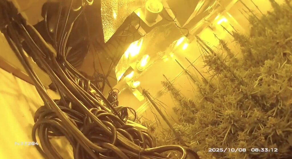 £200,000 cannabis factory found at Clifton property | West Bridgford Wire