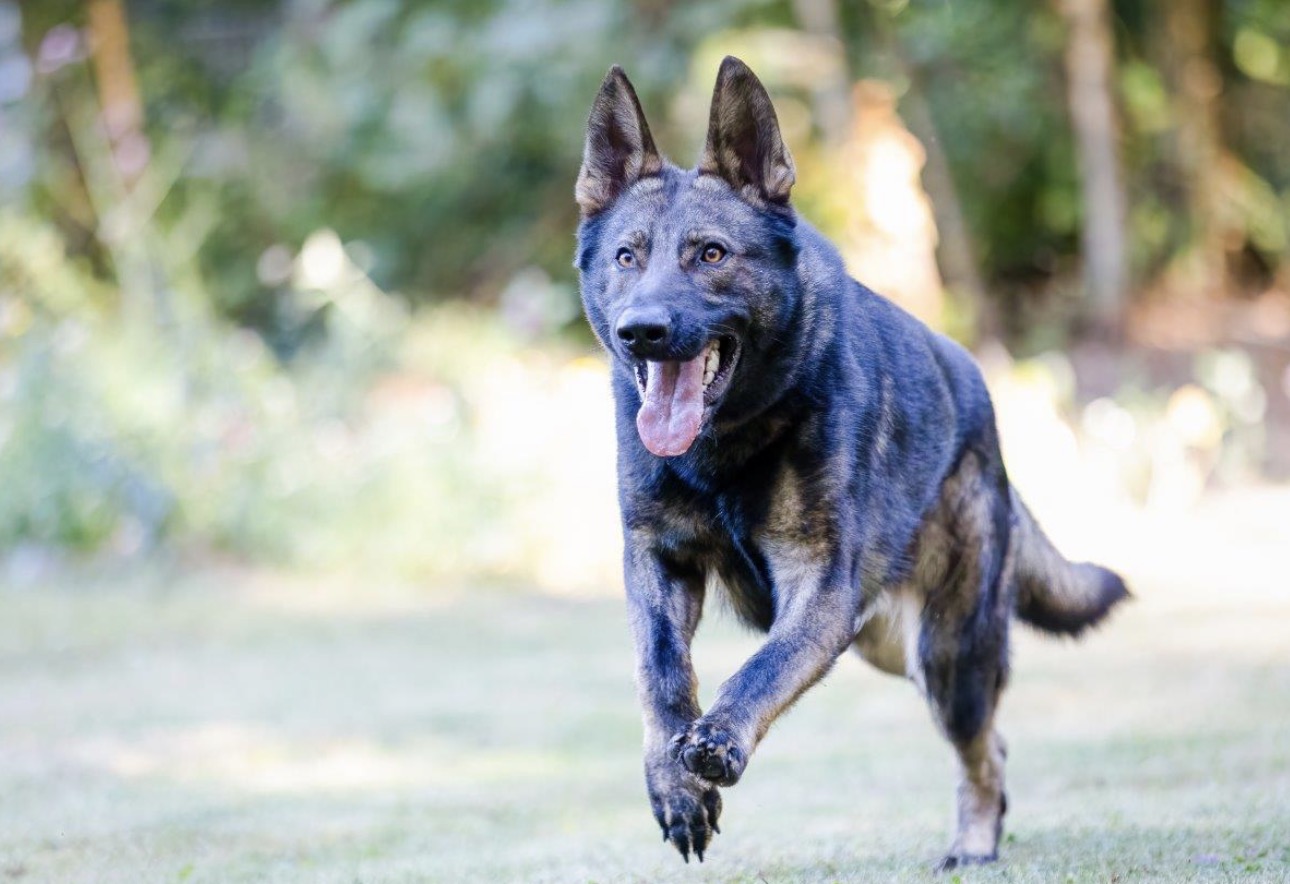 Police dog finds drink-drive suspect hiding under a van | West ...