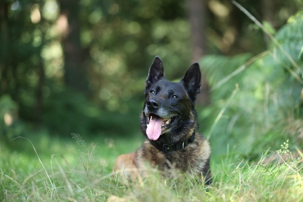 PD Dexter retires after eight years in the force | West Bridgford Wire