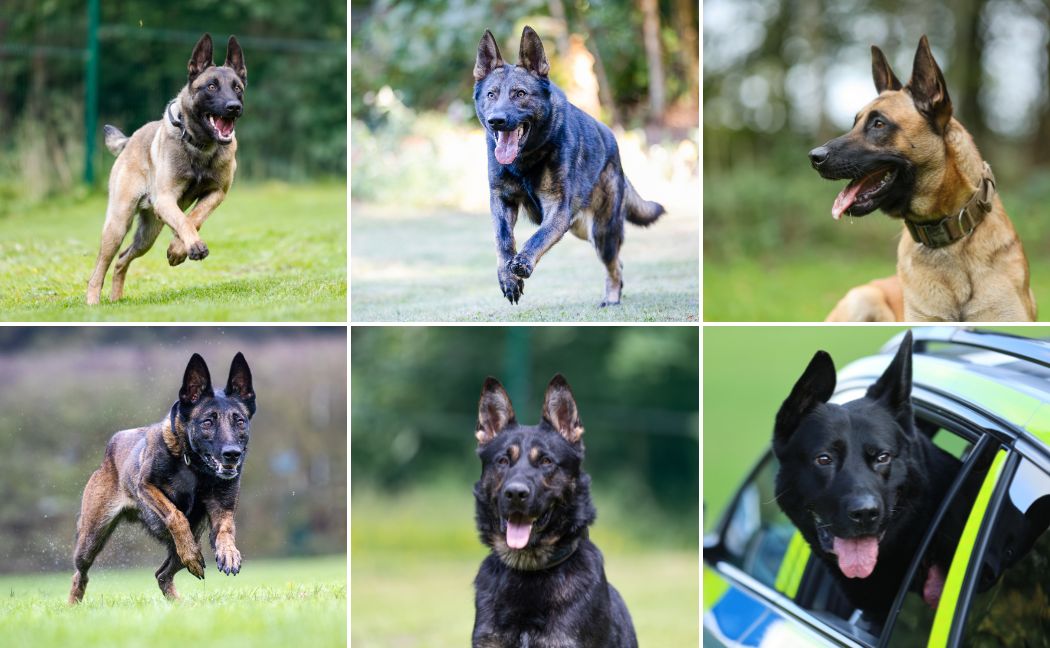 Nottinghamshire: Force looks back at Police Dog successes in 2025 ...