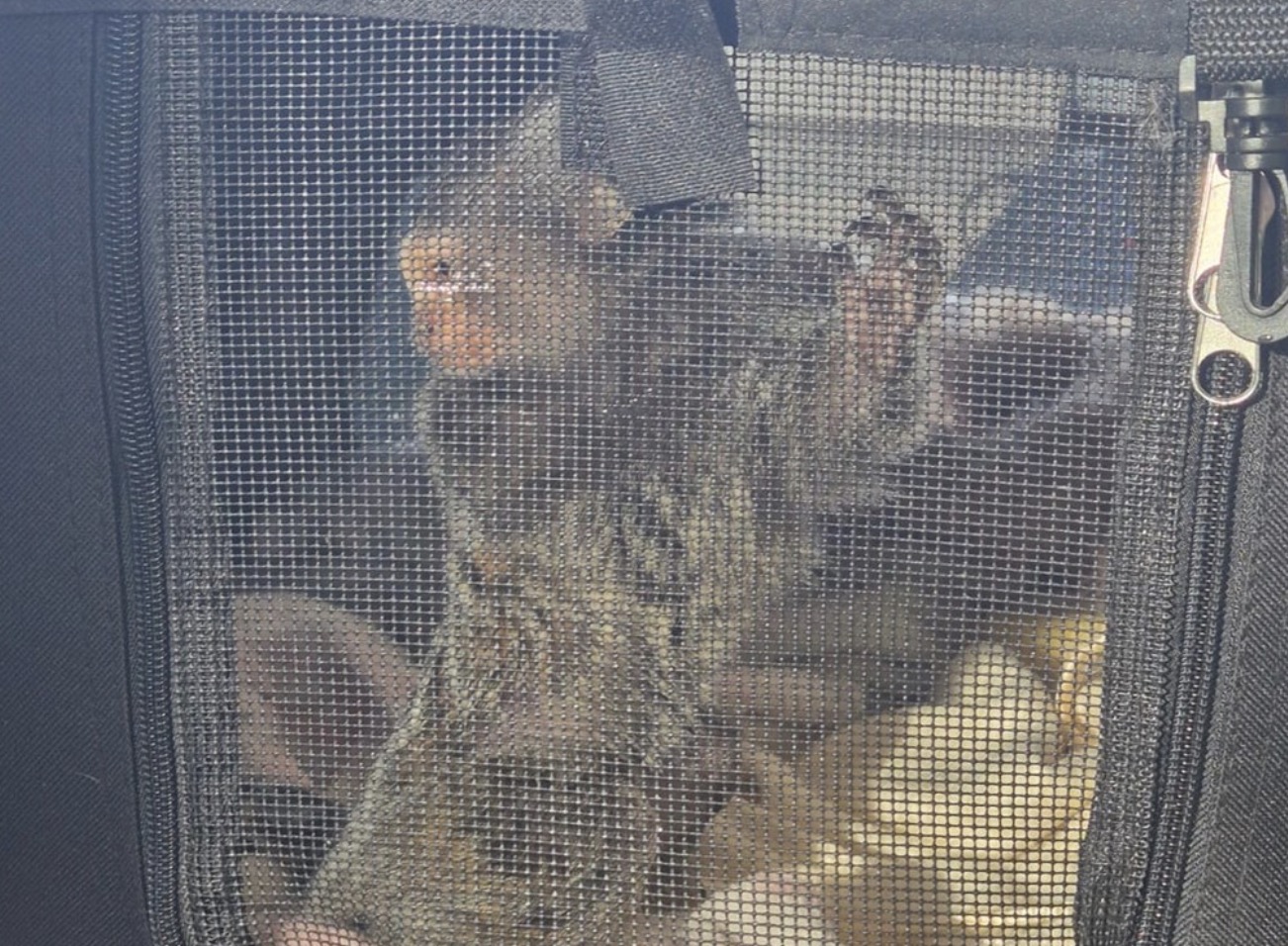Police get surprise as monkey found during drugs raid on car | West ...