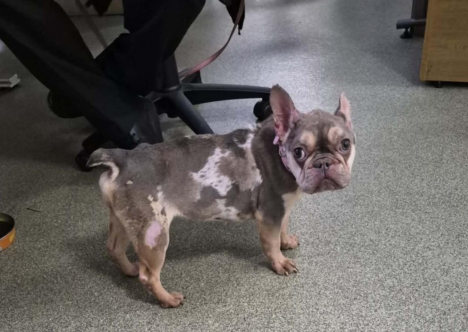 Dog left tied to a bus stop rescued by NCT staff | West Bridgford Wire