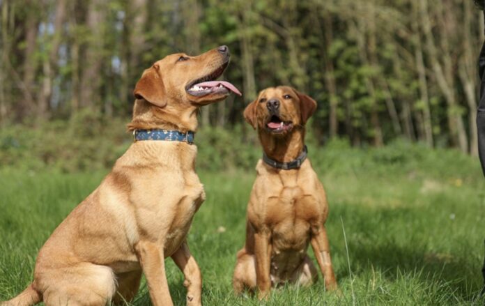 Labradors Luna and Phoenix in training to help police detect key ...